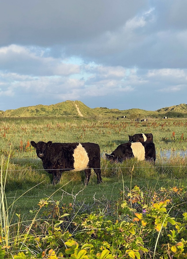 Rømø - meine Tipps für die südlichste dänische Insel